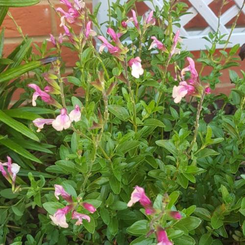 Salvia (Salvia microphylla 'Delice Gold and Wine') in the Salvias ...
