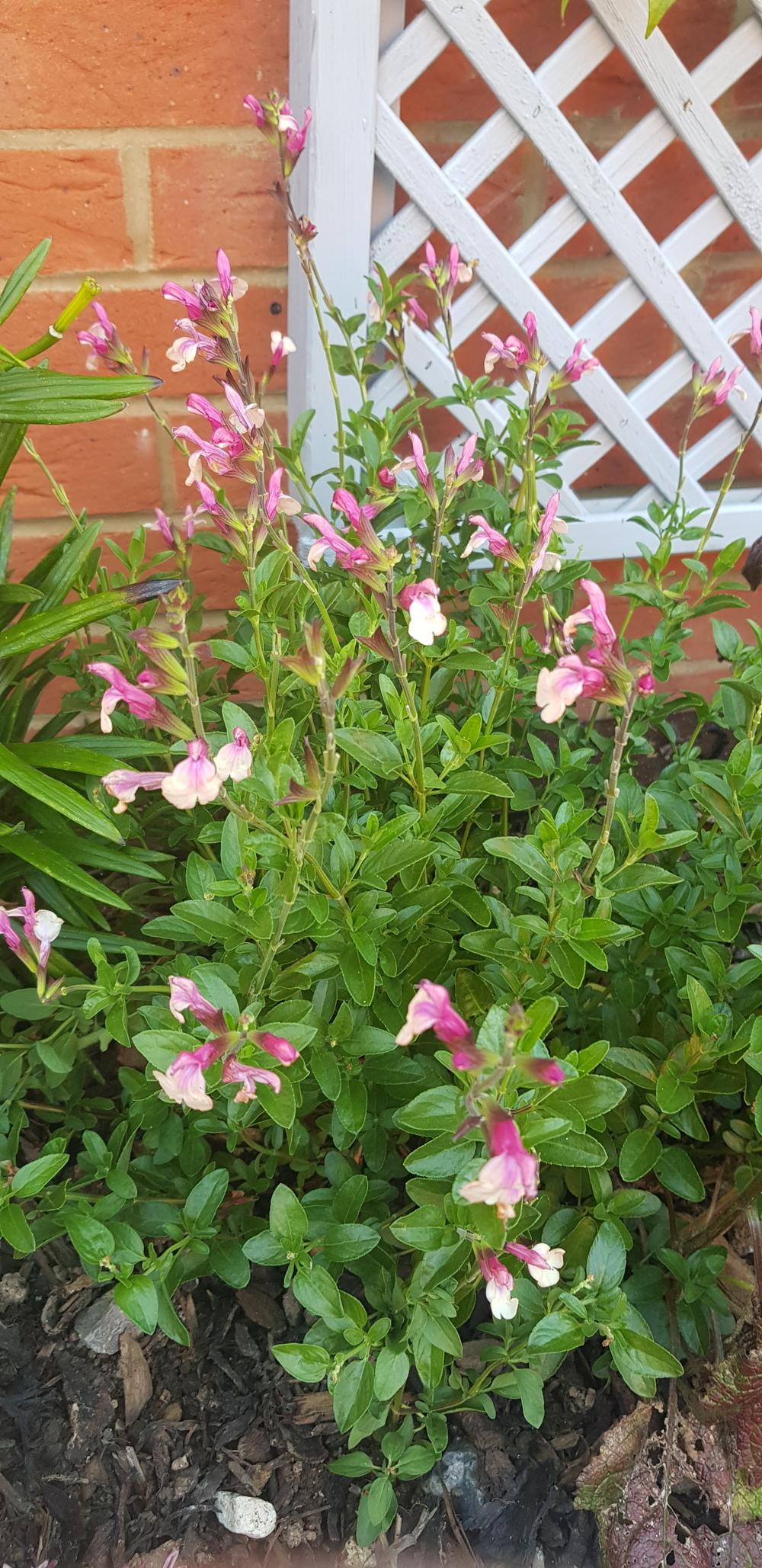 Salvia (Salvia microphylla 'Delice Gold and Wine') in the Salvias ...