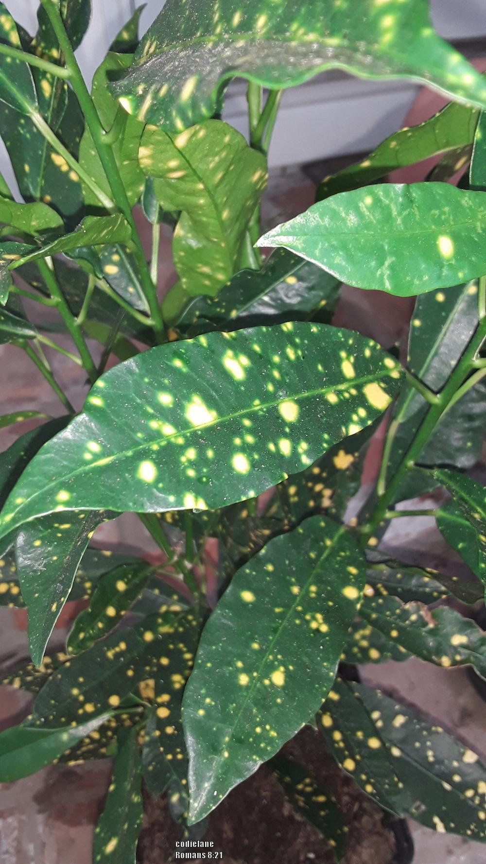 Crotons: Plant Care and Collection of Varieties - Garden.org