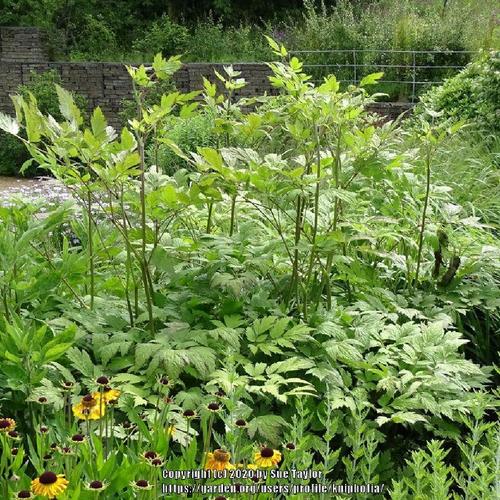 Actaea 'Prichard's Giant' - Garden.org