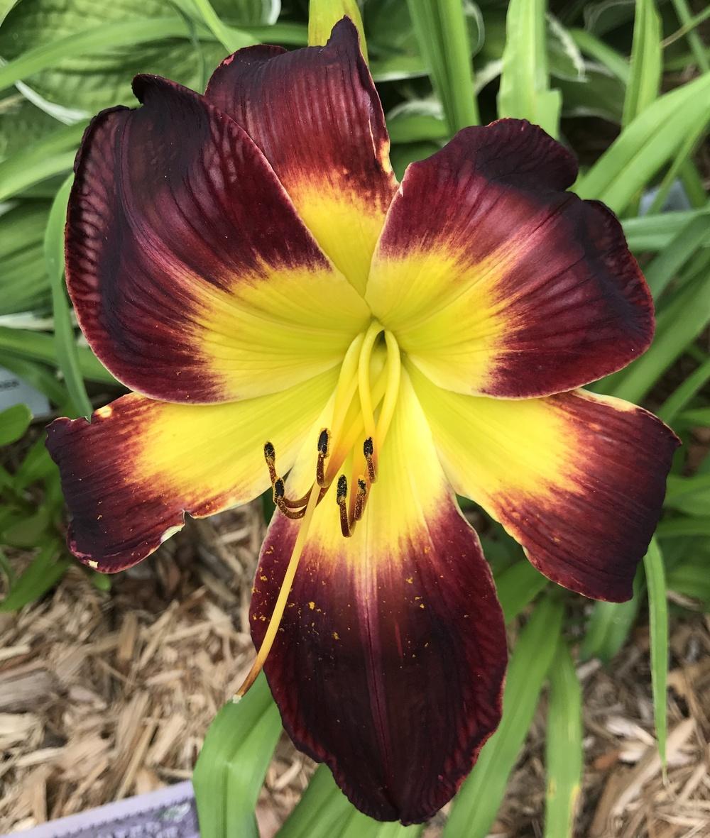 Photo of the bloom of Daylily (Hemerocallis 'Persian Ruby') posted by ...