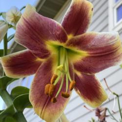 Lily (Lilium 'Red Morning') in the Lilies Database - Garden.org