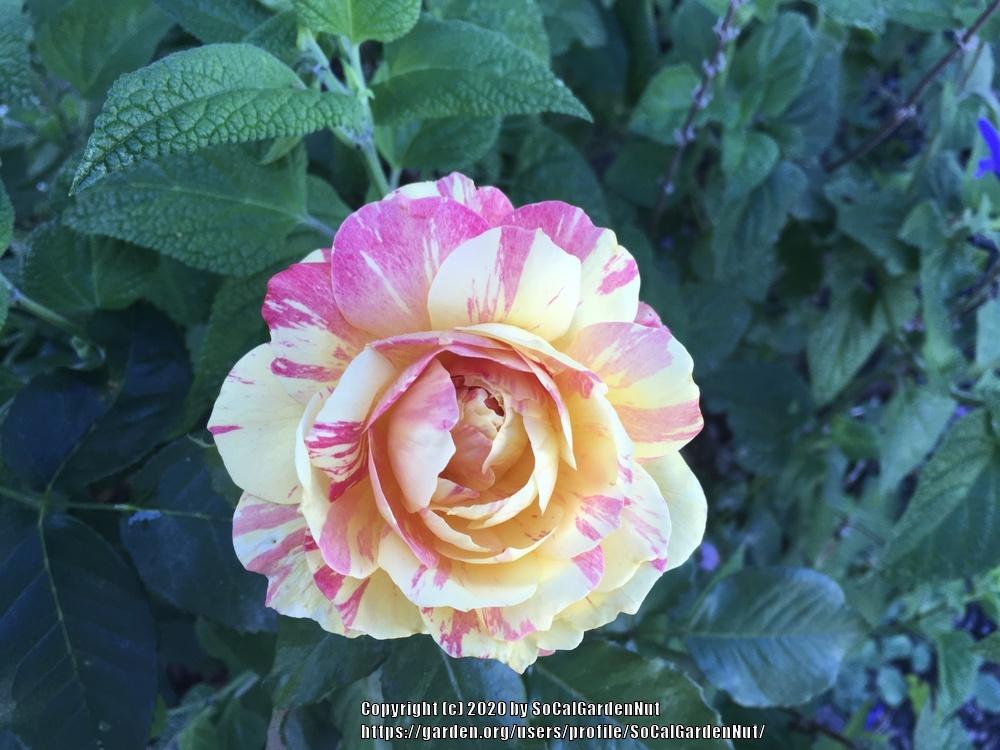 Rose (Rosa 'La Park') in the Roses Database - Garden.org