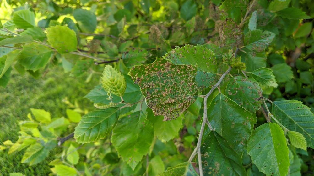 Tree insect eating Birch Tree. in the Ask a Question forum - Garden.org