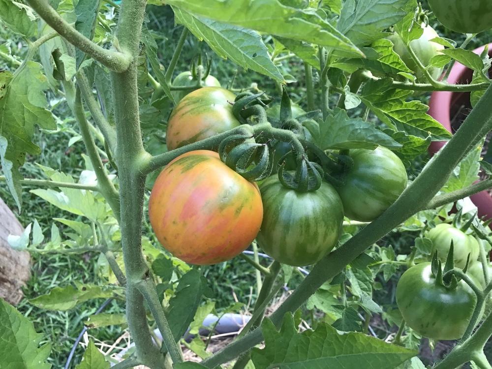 Tomato (Solanum lycopersicum 'Pink Vernissage') in the Tomatoes ...