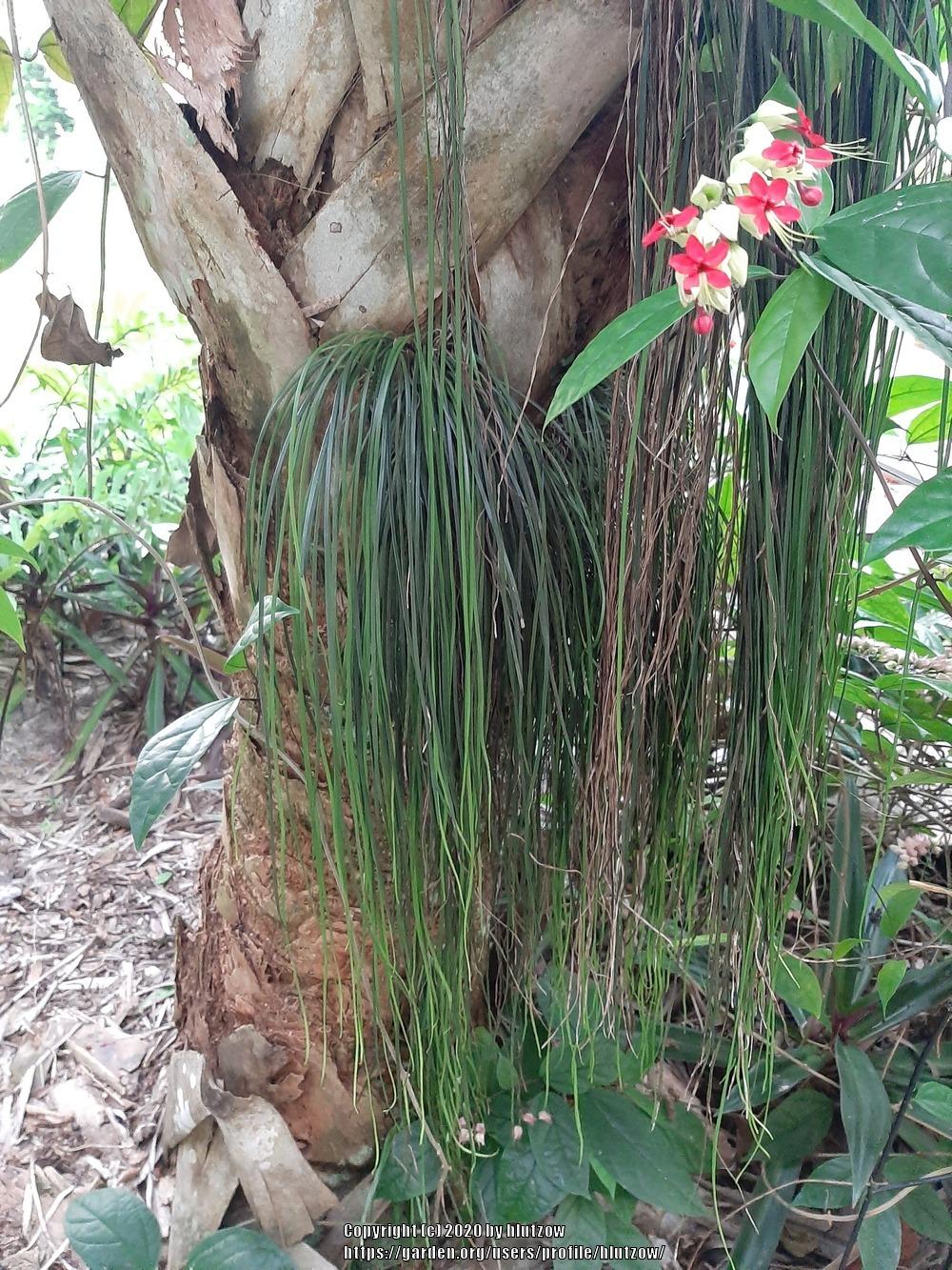 Shoestring Fern (Vittaria lineata) - Garden.org