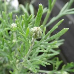 Moroccan Daisy (Rhodanthemum hosmariense 'Casablanca') - Garden.org