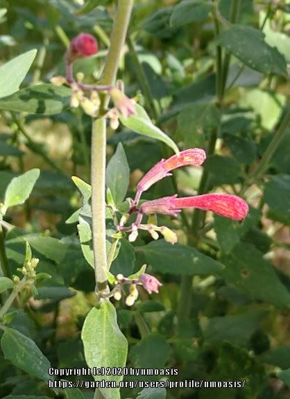 Red Hummingbird Mint (Agastache aurantiaca Coronado® Red) in the Anise ...