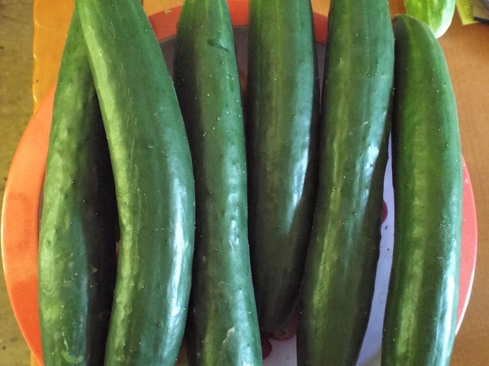 Cucumbers: Plant Care and Collection of Varieties - Garden.org