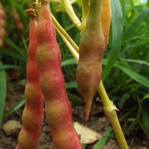 Snap Bean or Dry Bean (Phaseolus vulgaris 'Pink Half Runner') in the ...