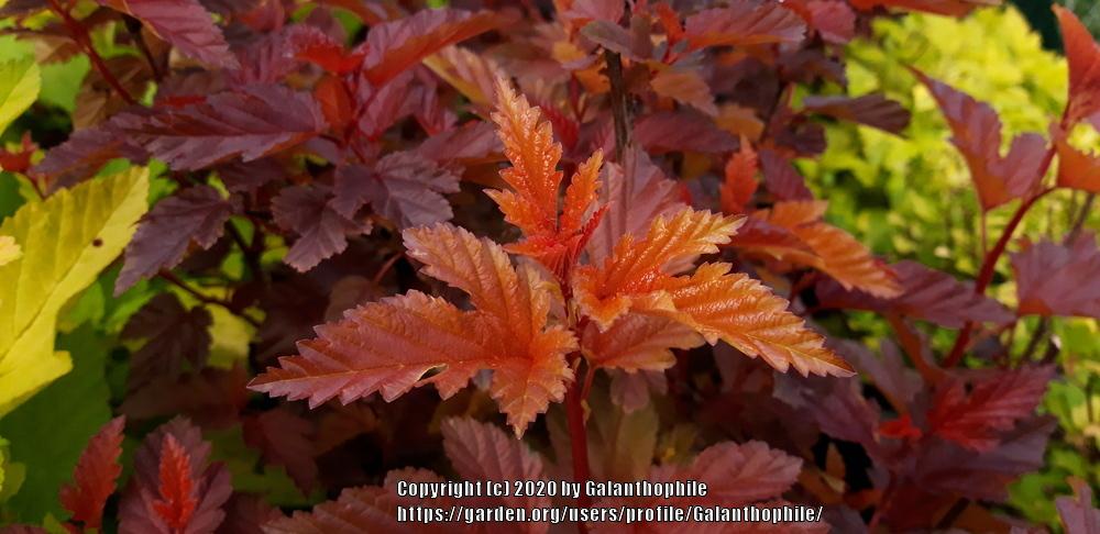 Eastern Ninebark (Physocarpus opulifolius Little Angel™) in the ...