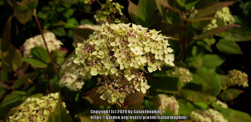 Photo of the bloom of Smooth Hydrangea (Hydrangea arborescens Lime ...