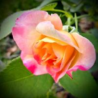 Rose (Rosa 'Campfire') in the Roses Database - Garden.org