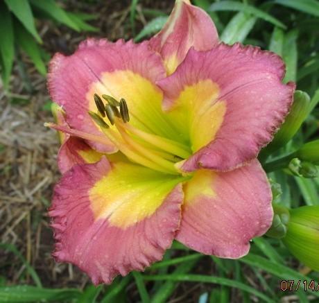Daylily (Hemerocallis 'Chinese Incantation') in the Daylilies Database ...