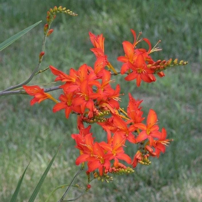 Crocosmias: Plant Care and Collection of Varieties - Garden.org