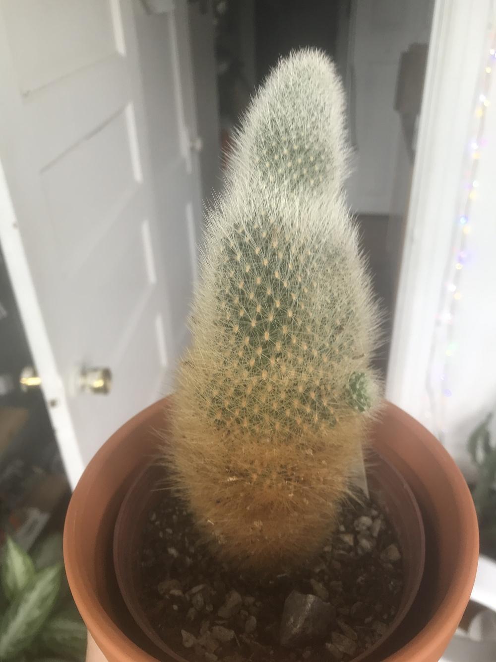 What Does Yellow Cactus Fur Mean? in the Ask a Question forum - Garden.org