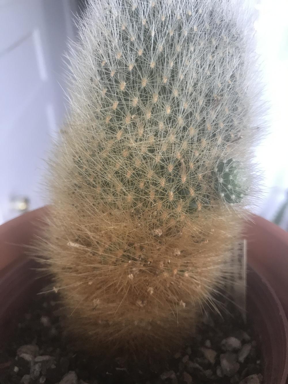 What Does Yellow Cactus Fur Mean? in the Ask a Question forum - Garden.org
