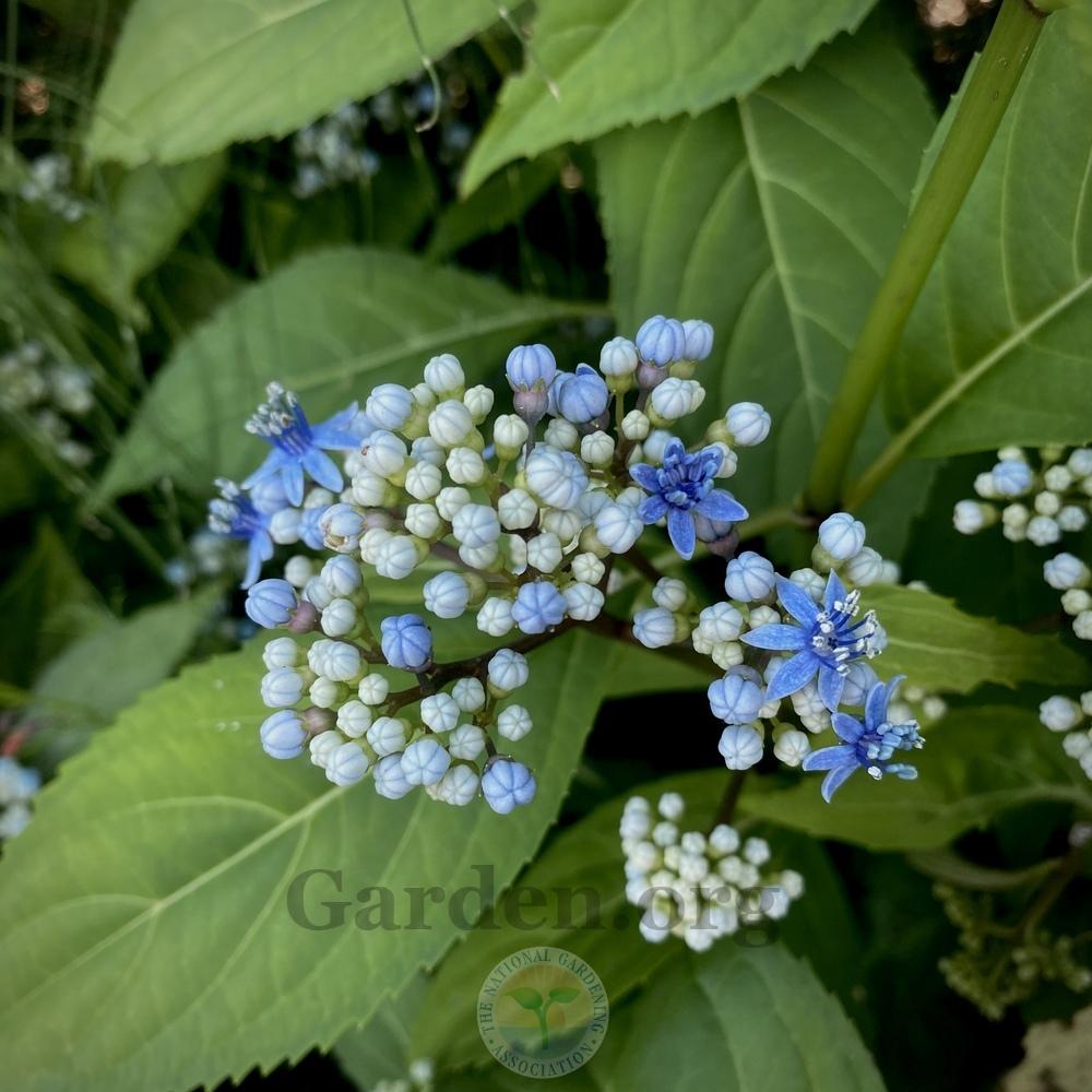 Photo of the closeup of buds, sepals and receptacles of Blue Evergreen ...