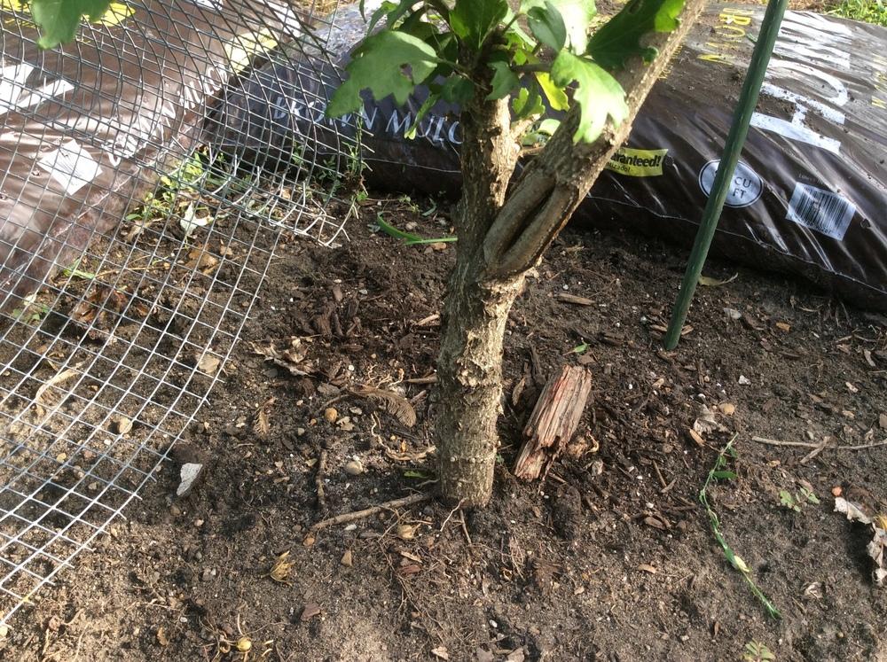 Split bark rose of sharon in the Ask a Question forum - Garden.org