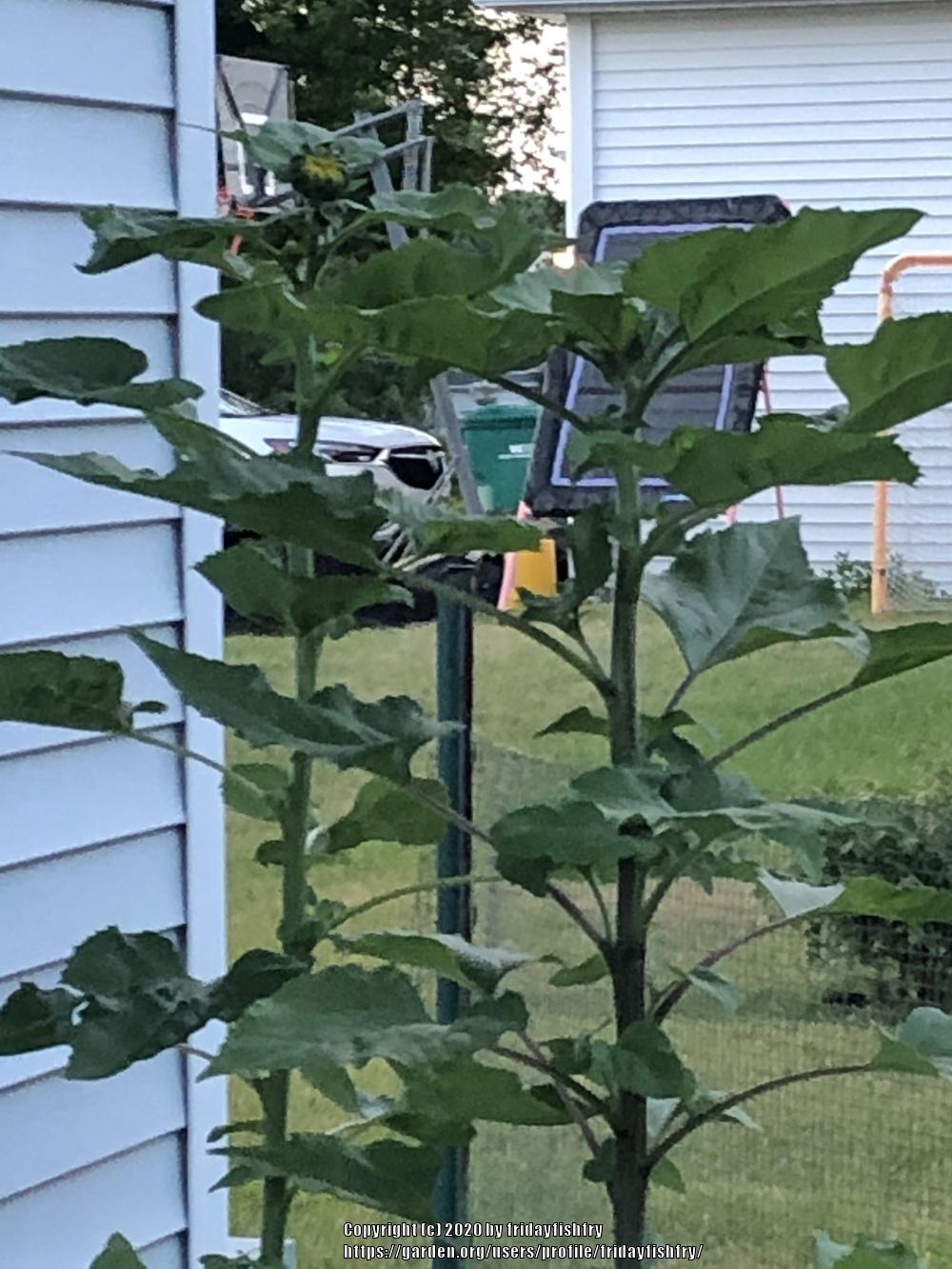 2020 Vegetable Gardening in the Vegetables and Fruit forum - Garden.org