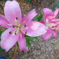 Photo of the bloom of Lily (Lilium 'Robina') posted by Debbie - Garden.org