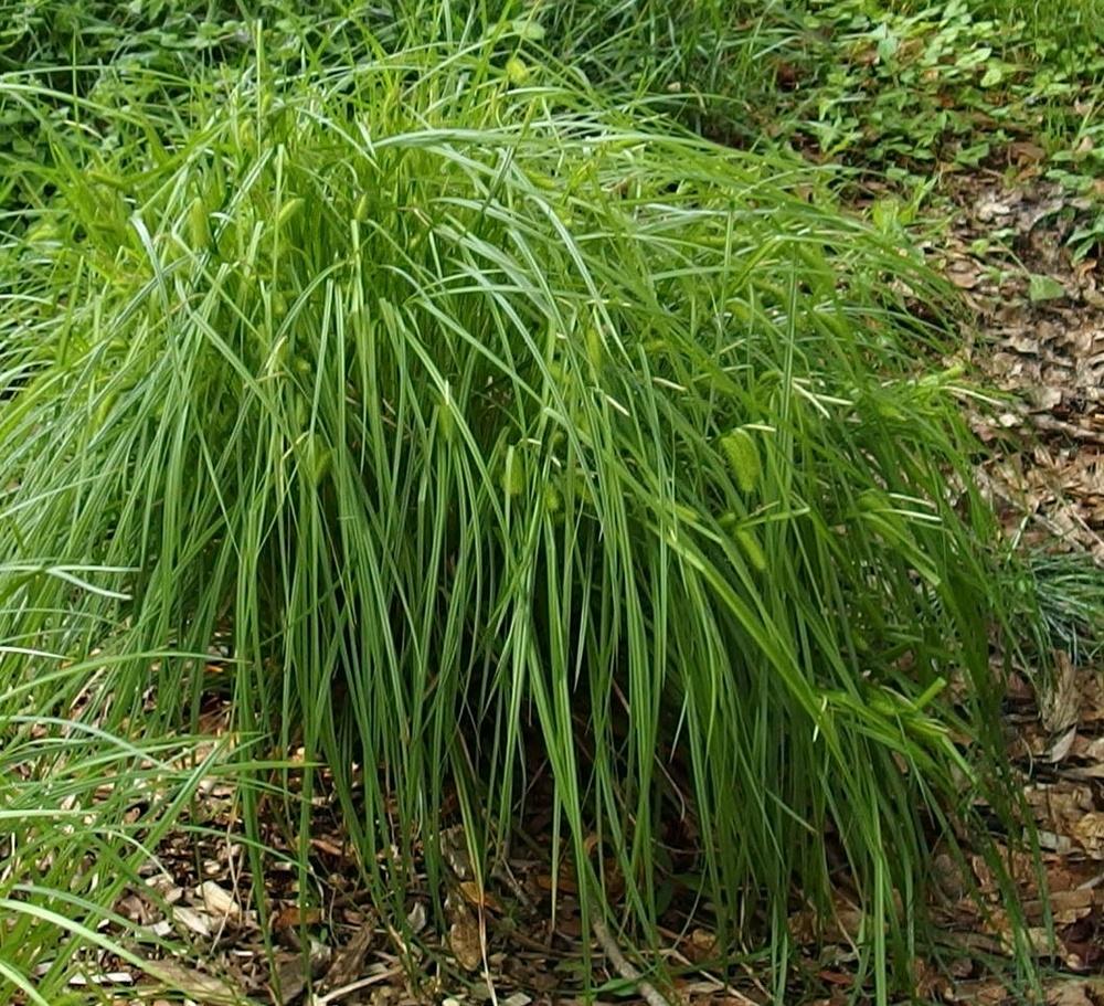 Sedges: Plant Care and Collection of Varieties - Garden.org