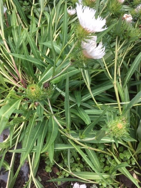 Stokes' Aster (Stokesia laevis 'Alba') - Garden.org