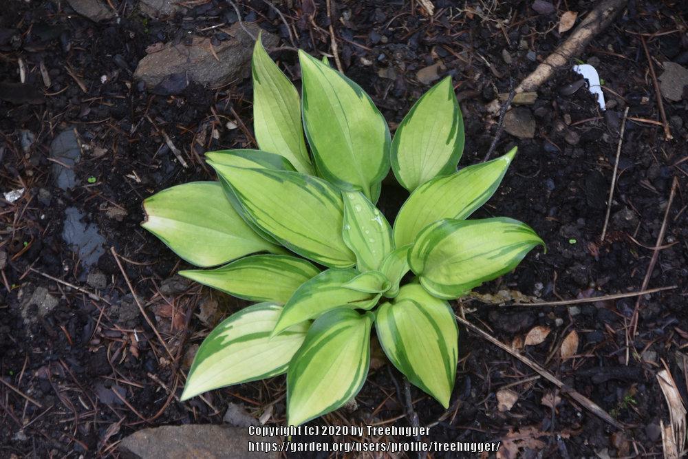 Hosta 'Dinner Mint' in the Hostas Database - Garden.org
