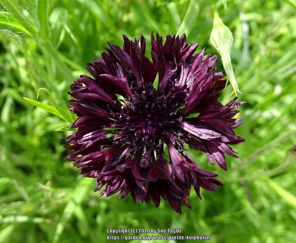 Bachelor's Button (Centaurea cyanus 'Black Ball') - Garden.org