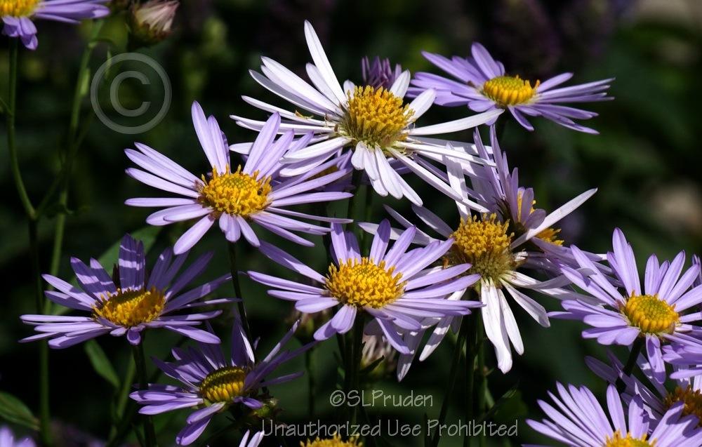 False Chamomile (Boltonia asteroides var. latisquama Jim Crockett ...