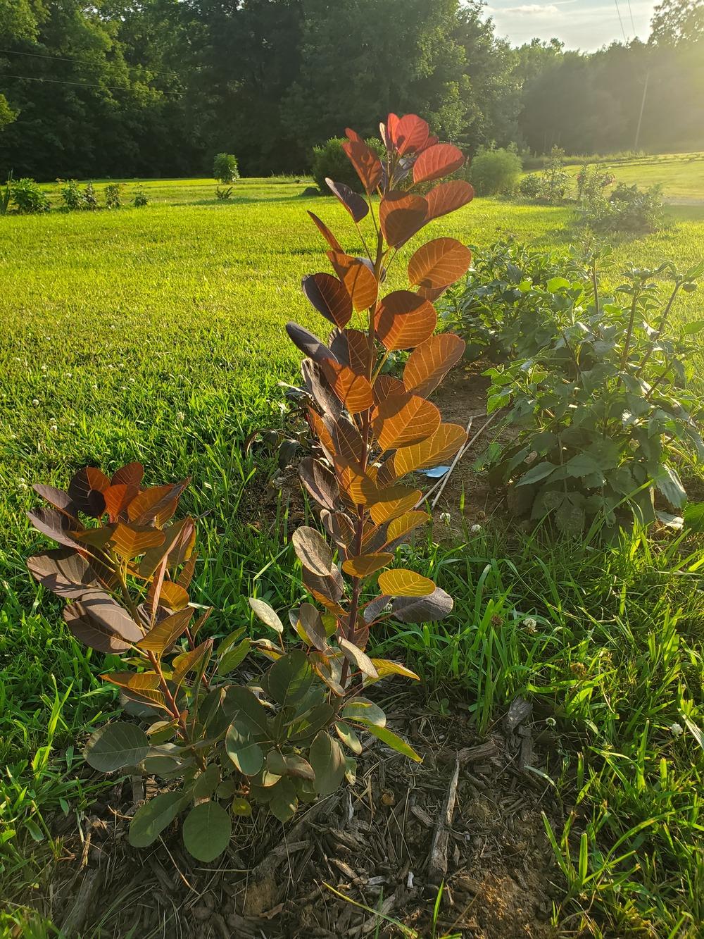 Smoketrees: Plant Care and Collection of Varieties - Garden.org