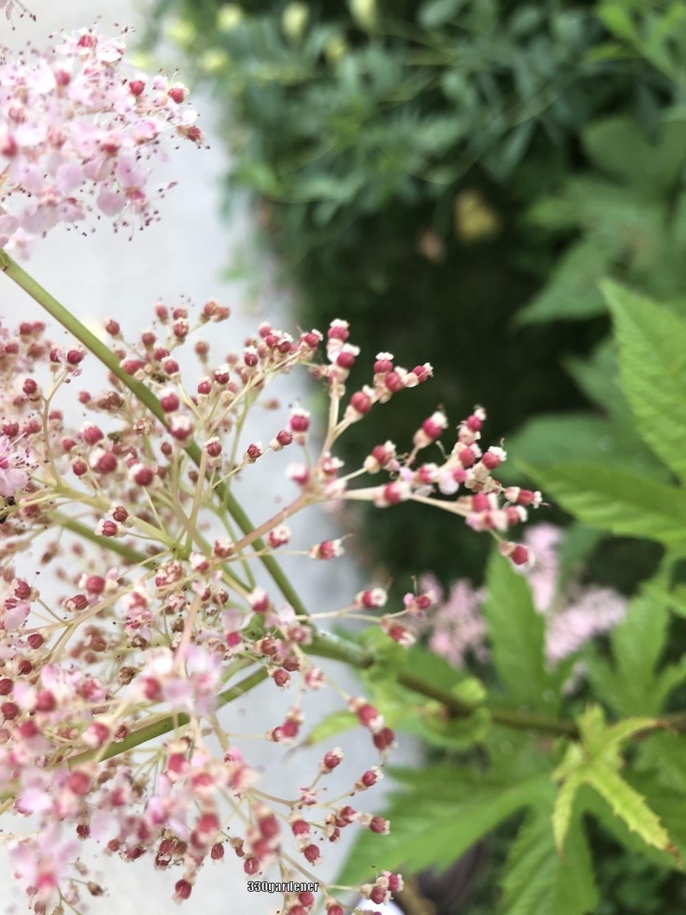 Queen of the Prairie (Filipendula rubra 'Venusta') - Garden.org