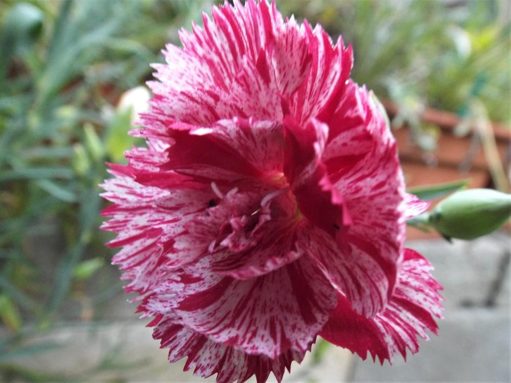 Carnation (Dianthus caryophyllus 'Chabaud Giant Picotee Fantasy Mix ...
