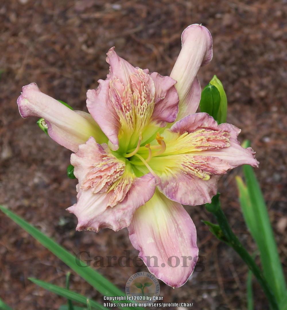 Photo of the bloom of Daylily (Hemerocallis 'Sculpted in Vermont') posted by Char - Garden.org
