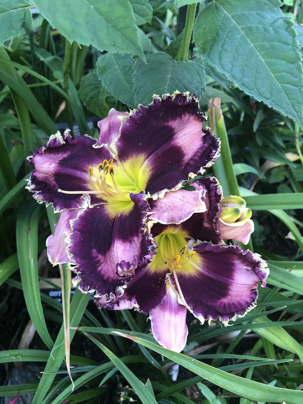 Daylilies: Plant Care and Collection of Varieties - Garden.org