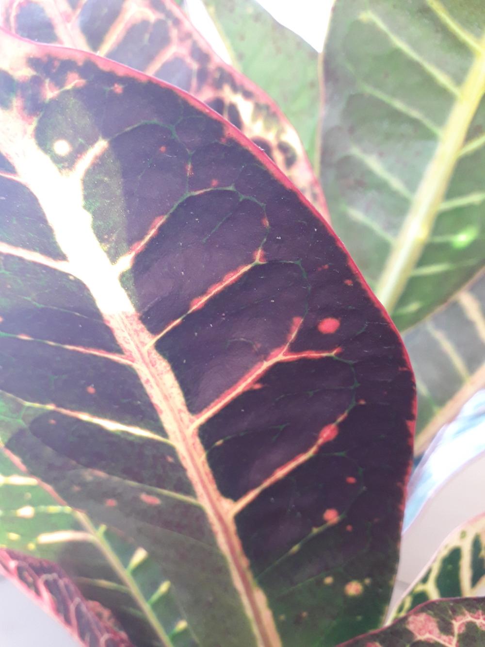 Spider mites? Variegated Croton in the Houseplants forum - Garden.org