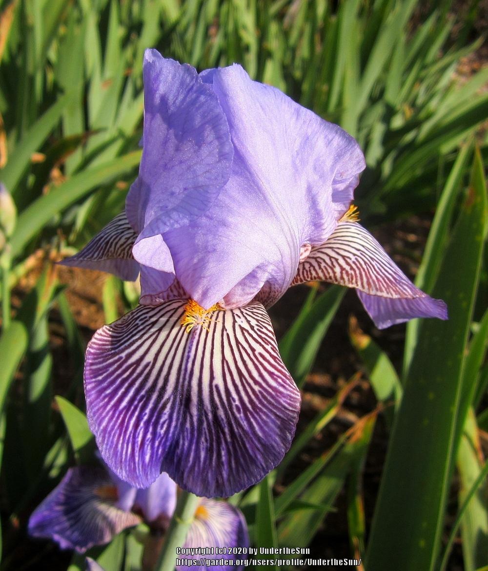Border Bearded Iris (Iris 'Butterfly Baby') in the Irises Database ...