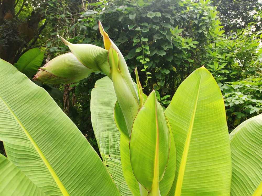 False Bananas: Plant Care and Collection of Varieties - Garden.org