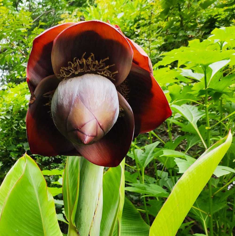 False Bananas: Plant Care and Collection of Varieties - Garden.org