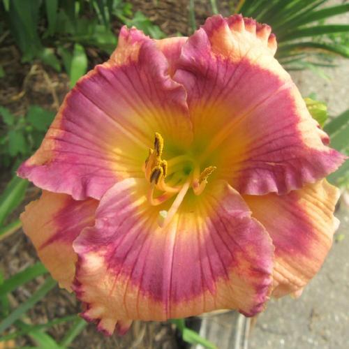 Daylily (Hemerocallis 'Sherry Candy') in the Daylilies Database ...