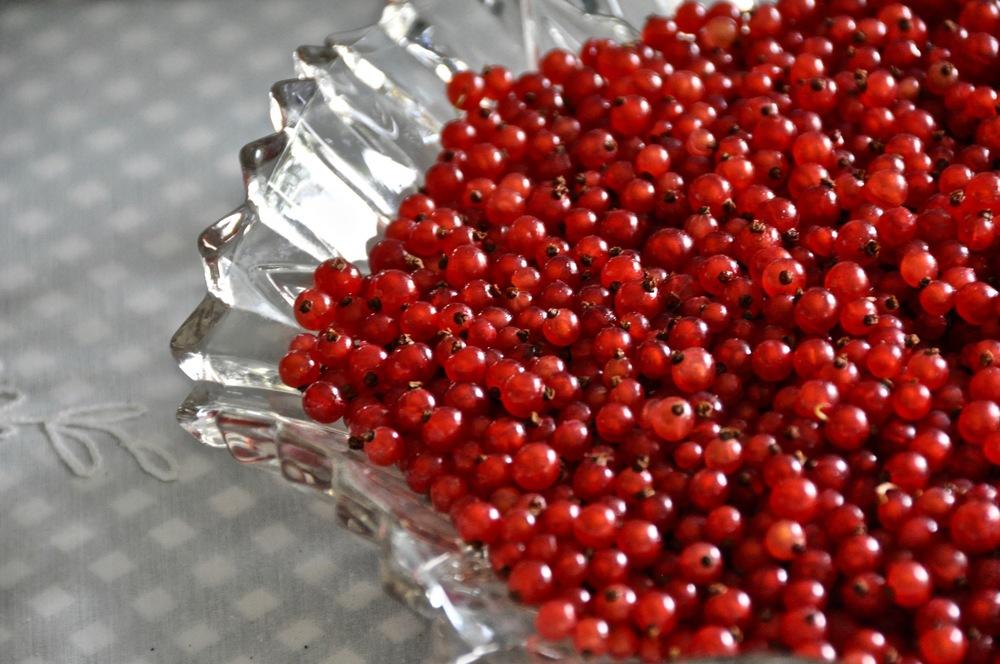 Photo of the fruit of Red Currant (Ribes rubrum 'Red Lake') posted by ...