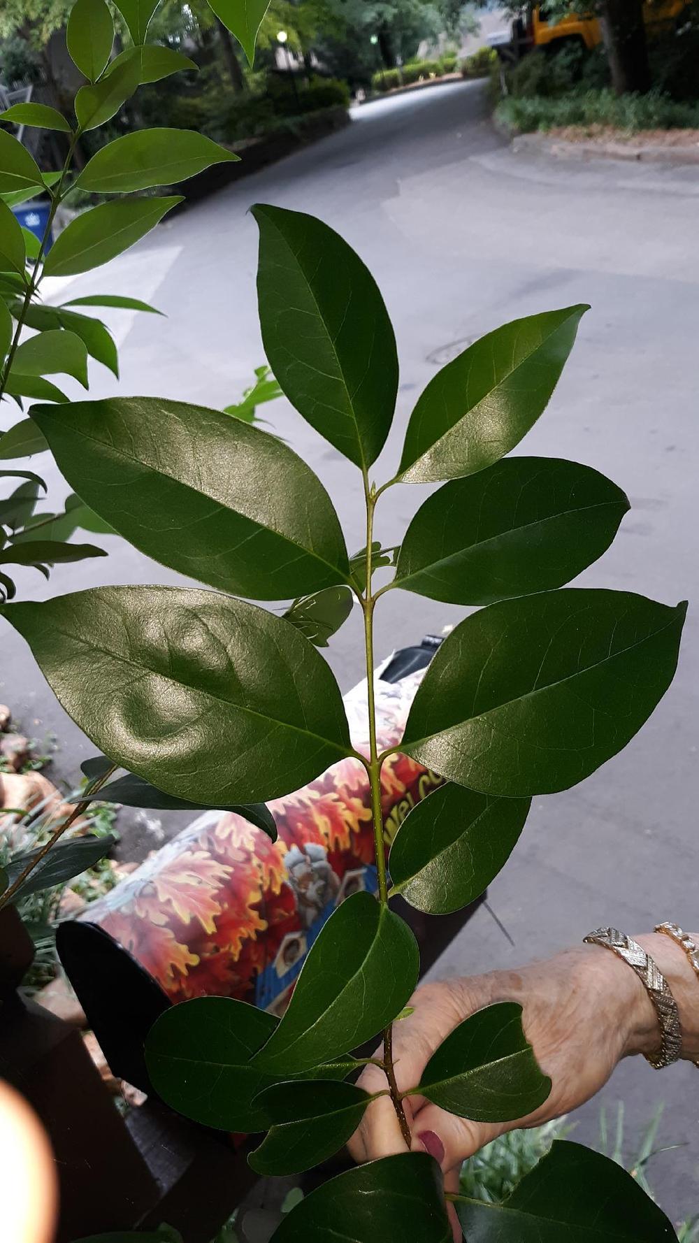 Bush identification in the Plant ID forum - Garden.org