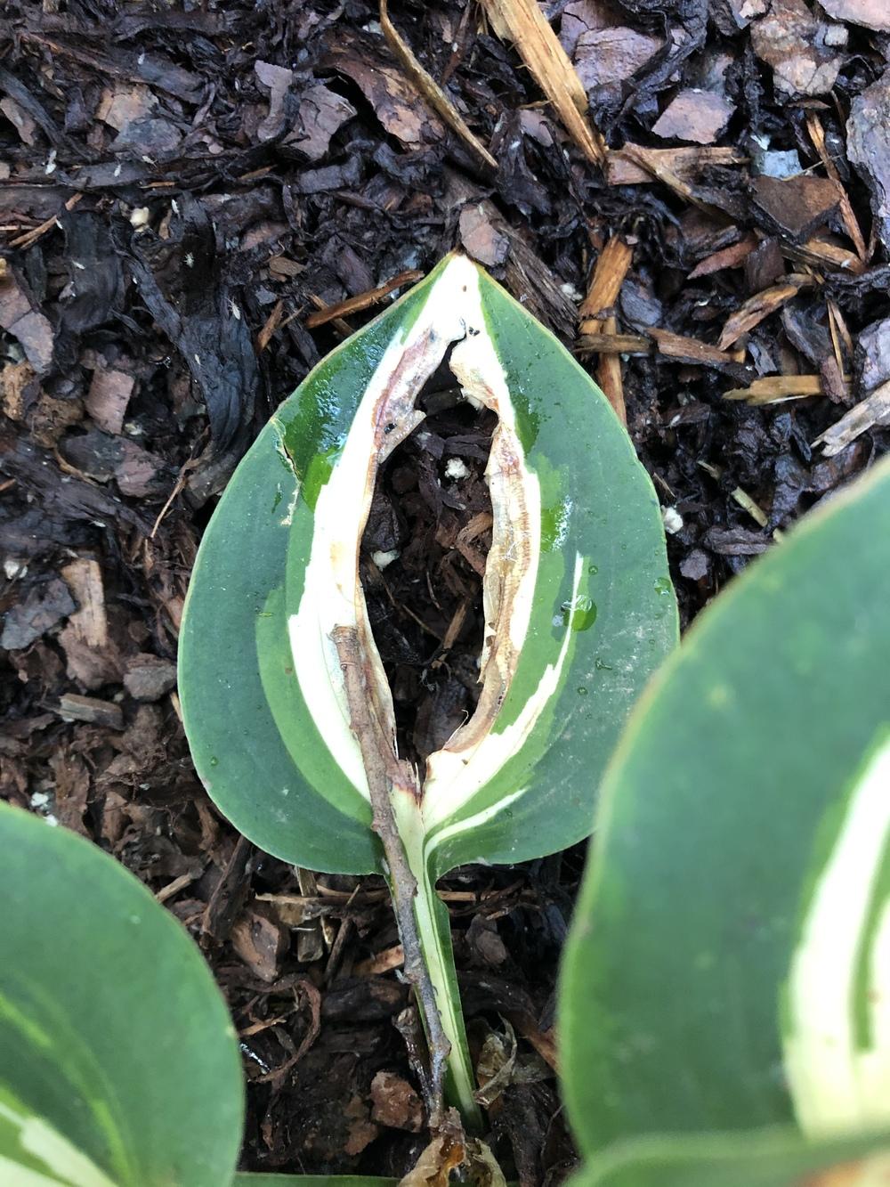 Hosta damage. in the Ask a Question forum - Garden.org