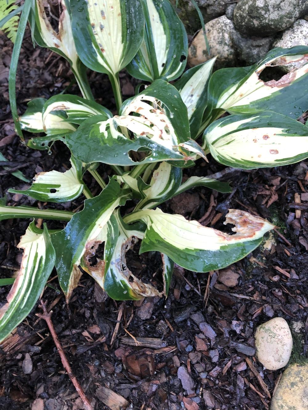 Hosta damage. in the Ask a Question forum - Garden.org