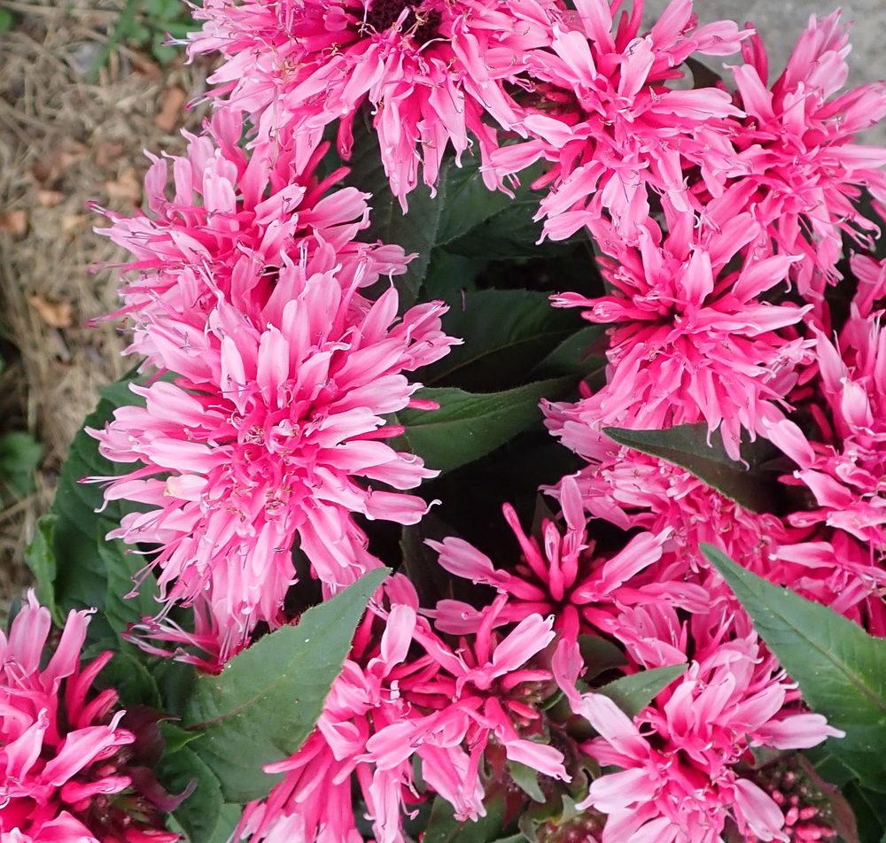 Bee Balm (Monarda didyma Balmy™ Pink) in the Bee Balms Database ...