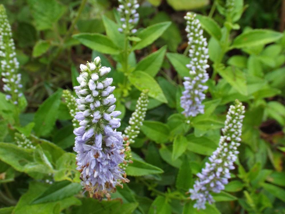 Spiked Speedwell (Veronica spicata 'Blue Bouquet') in the Veronicas ...