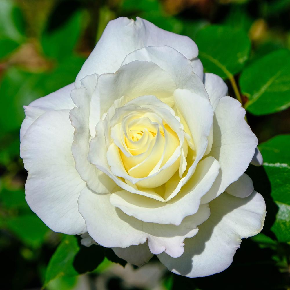 Rose (Rosa 'White Lightnin'') in the Roses Database - Garden.org