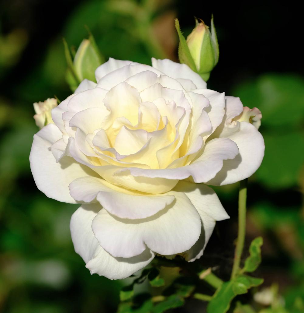 Photo of the bloom of Rose (Rosa 'White Lightnin'') posted by ...