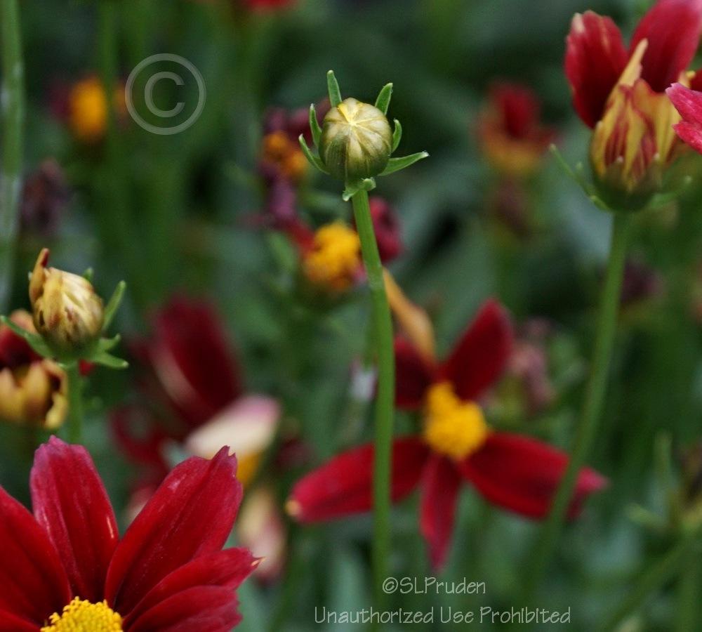 Photo of the closeup of buds, sepals and receptacles of Tickseed ...