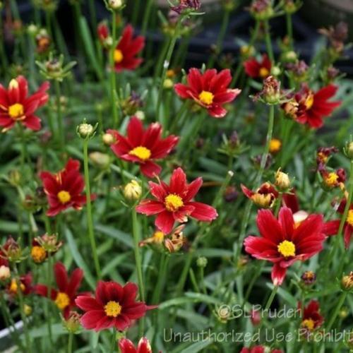 Tickseed (Coreopsis Li'l Bang™ Red Elf) in the Tickseeds Database ...